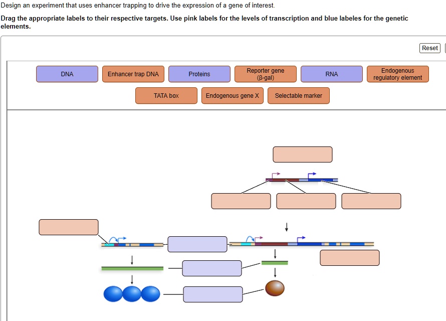 SOLVED: Design an experiment that uses enhancer trapping to drive the expression of gene of ...