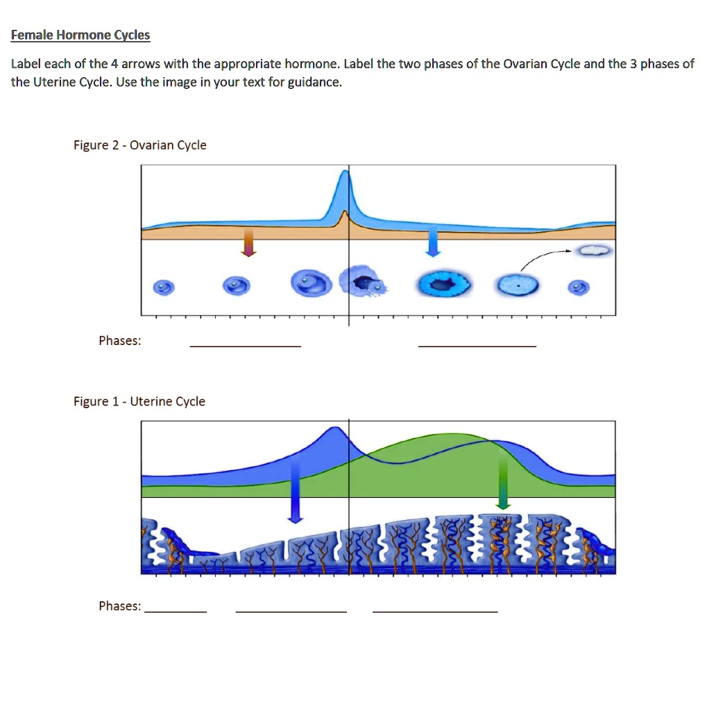 Female Hormone Cycles Label each of the 4 arrows with the appropriate ...