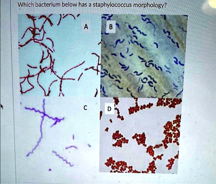 SOLVED: Which bacterium below has a staphylococcus morphology?