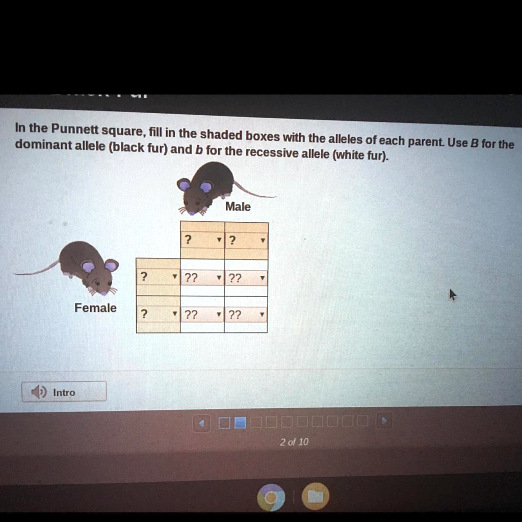 SOLVED: 'In the Punnett square, fill in the shaded boxes with the ...