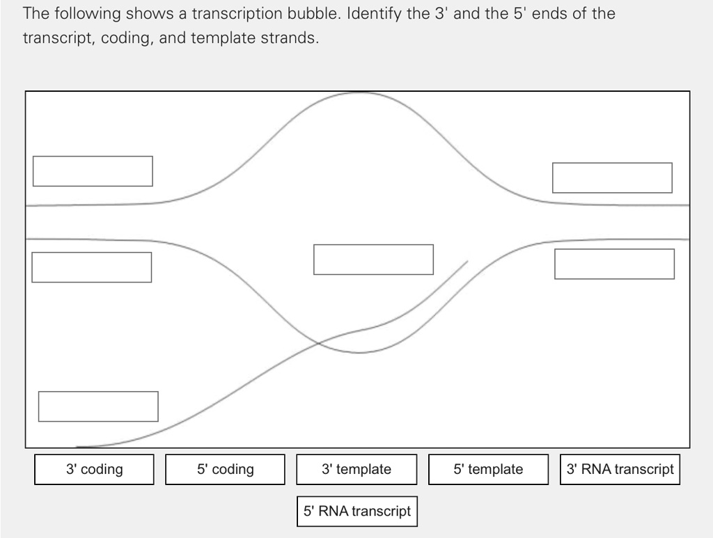 SOLVED: The following shows a transcription bubble. Identify the 3' and ...