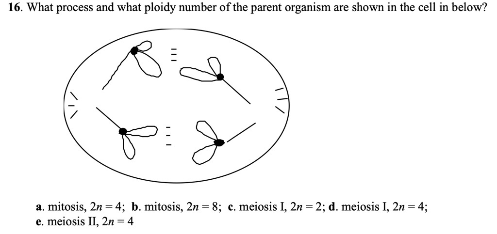 SOLVED: 16. What process and what ploidy number of the parent organism ...