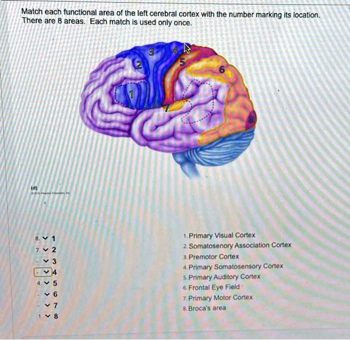 SOLVED: Text: Match each functional area of the left cerebral cortex ...