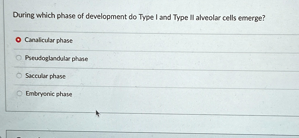 During which phase of development do Type I and Type II alveolar cells ...