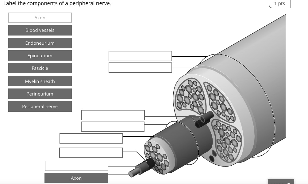 SOLVED: Label the components of a peripheral nerve. Label the ...