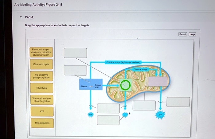 art labeling activityfigure 245 part a drag the appropriate labels to ...