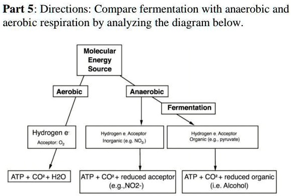 Part 5: Directions: Compare fermentation with anaerobic and aerobic ...