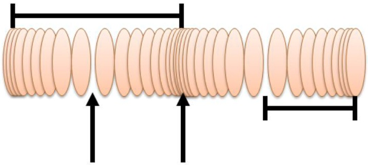 the diagram below shows a longitudinal wave at one instant in its ...