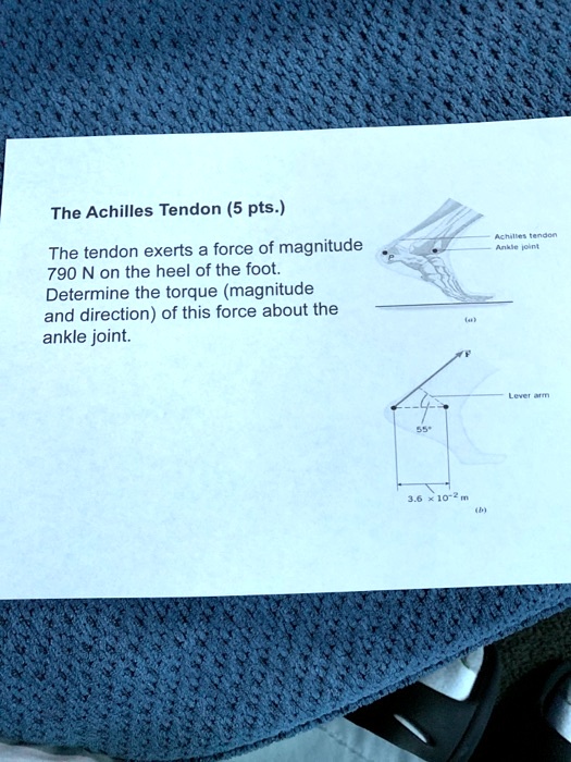 the achilles tendon 5 pts the tendon exerts a force of magnitude 790 n ...