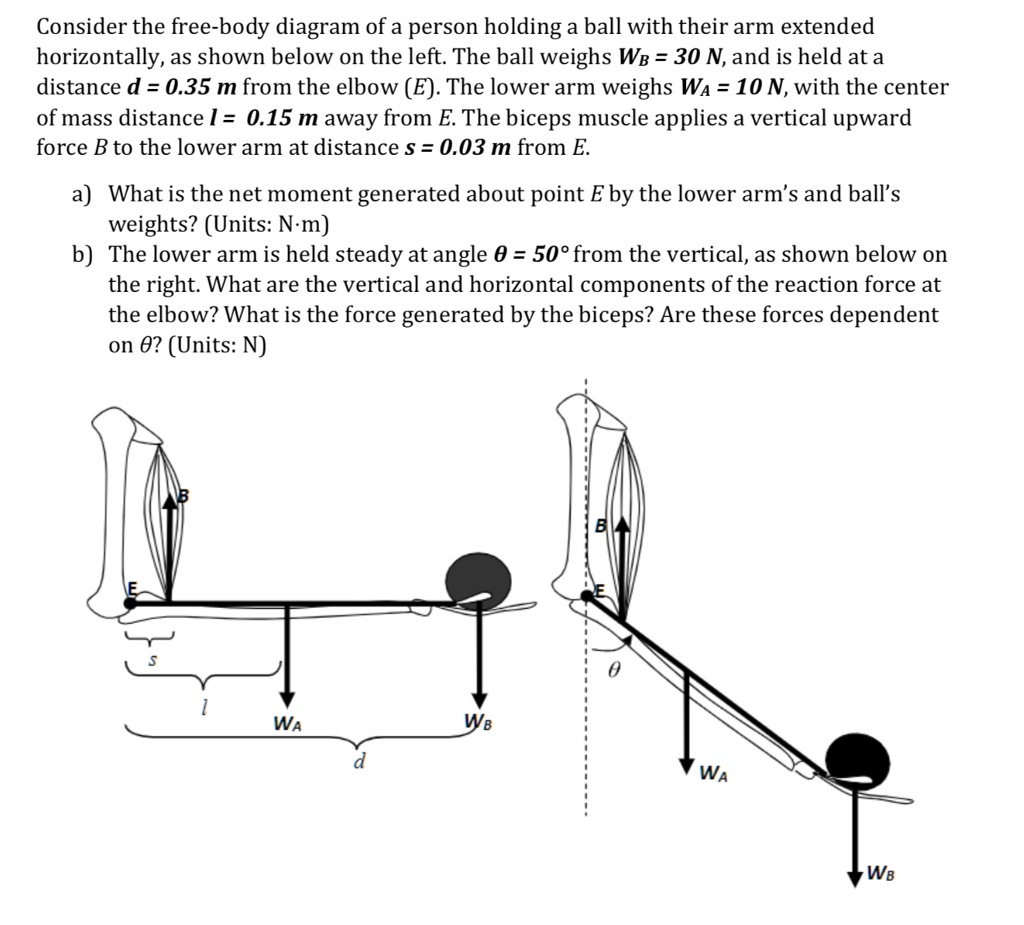 SOLVED:Consider the free-body diagram of a person holding a ball with ...