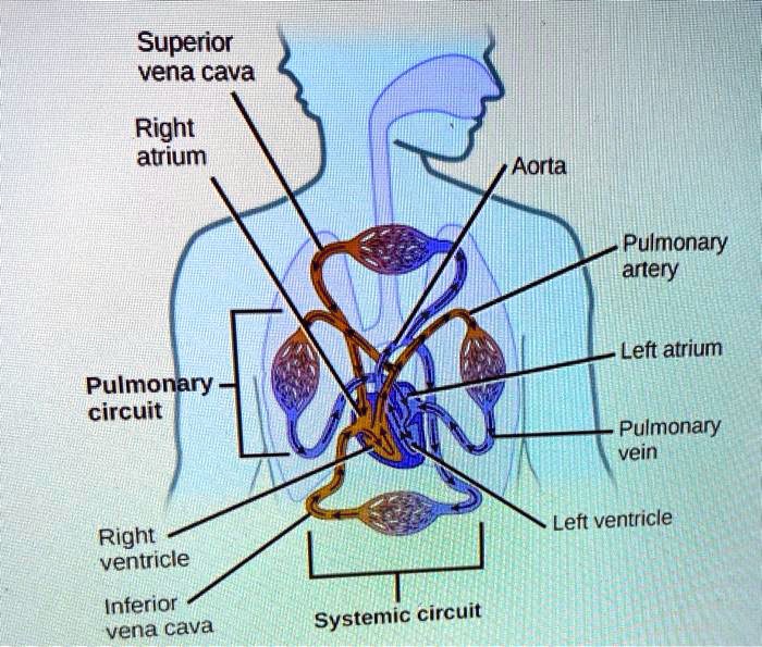 SOLVED:Superior vena cava Right atrium Aorta Pulmonary artery Left atrium Pulmonary circuit ...