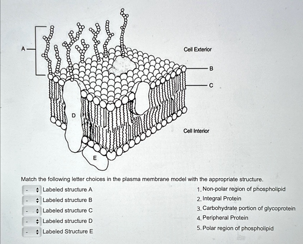 match the following letter choices in the plasma membrane model with ...