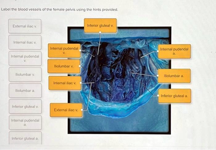 SOLVED: Label the blood vessels of the female pelvis using the hints provided: - External iliac ...