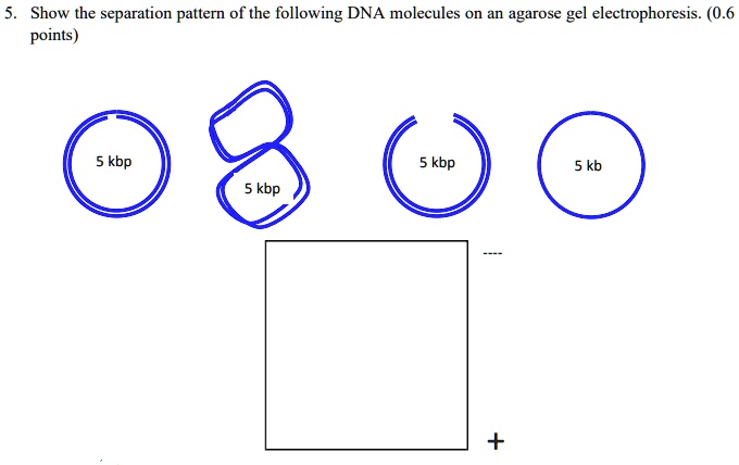 SOLVED: Show the separation pattern of the following DNA molecules on ...