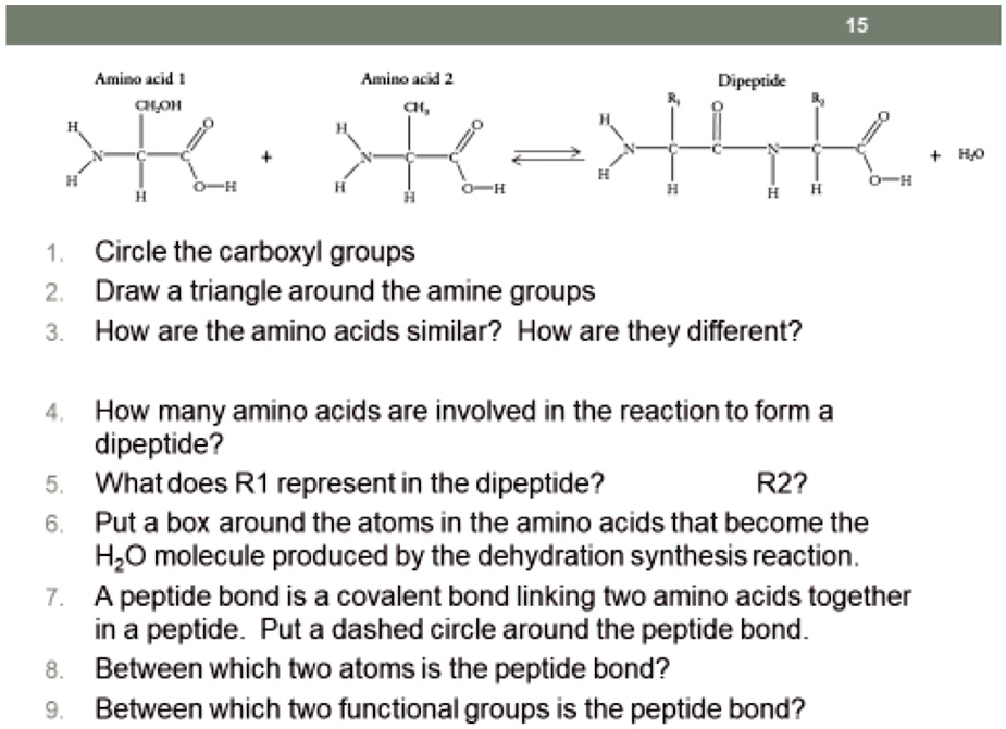 SOLVED: 15 Amino acid 1 Amino acid 2 CH,OH HO H 1. Circle the carboxyl ...
