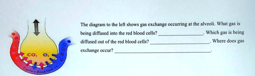 SOLVED: The diagram to the left shows gas exchange occurring at the ...