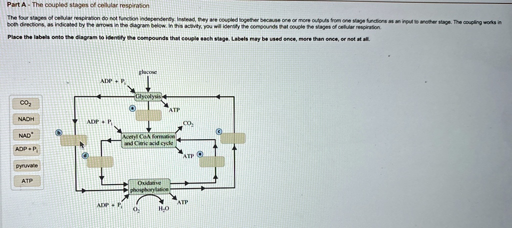 part a the coupled stages of cellular respiration the four stages of ...