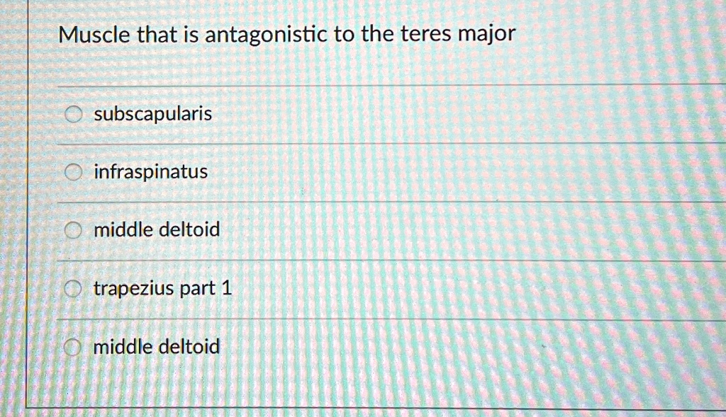 muscle that is antagonistic to the teres major subscapularis ...