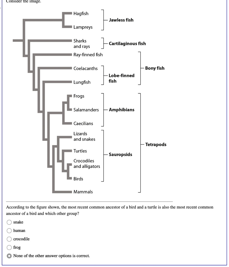 Consider the image. Hagfish Jawless fish Lampreys Sharks and...