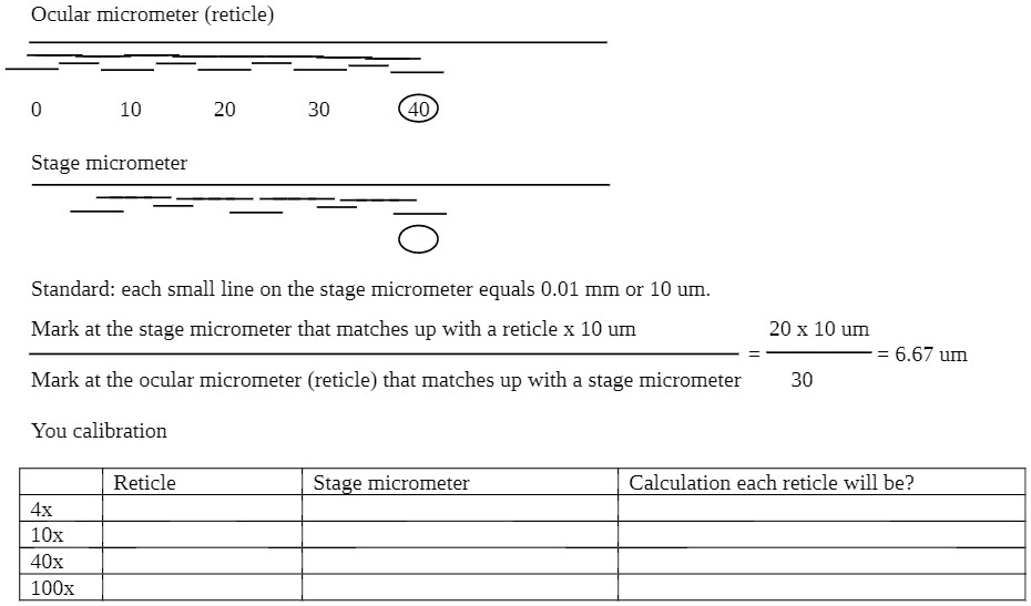 SOLVED: Ocular micrometer (reticle) 10 20 30 Stage micrometer Standard ...