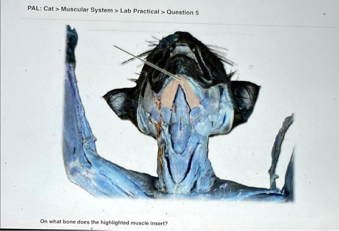 SOLVED: PAL: Cat > Muscular System > Lab Practical > Question 5 On what ...