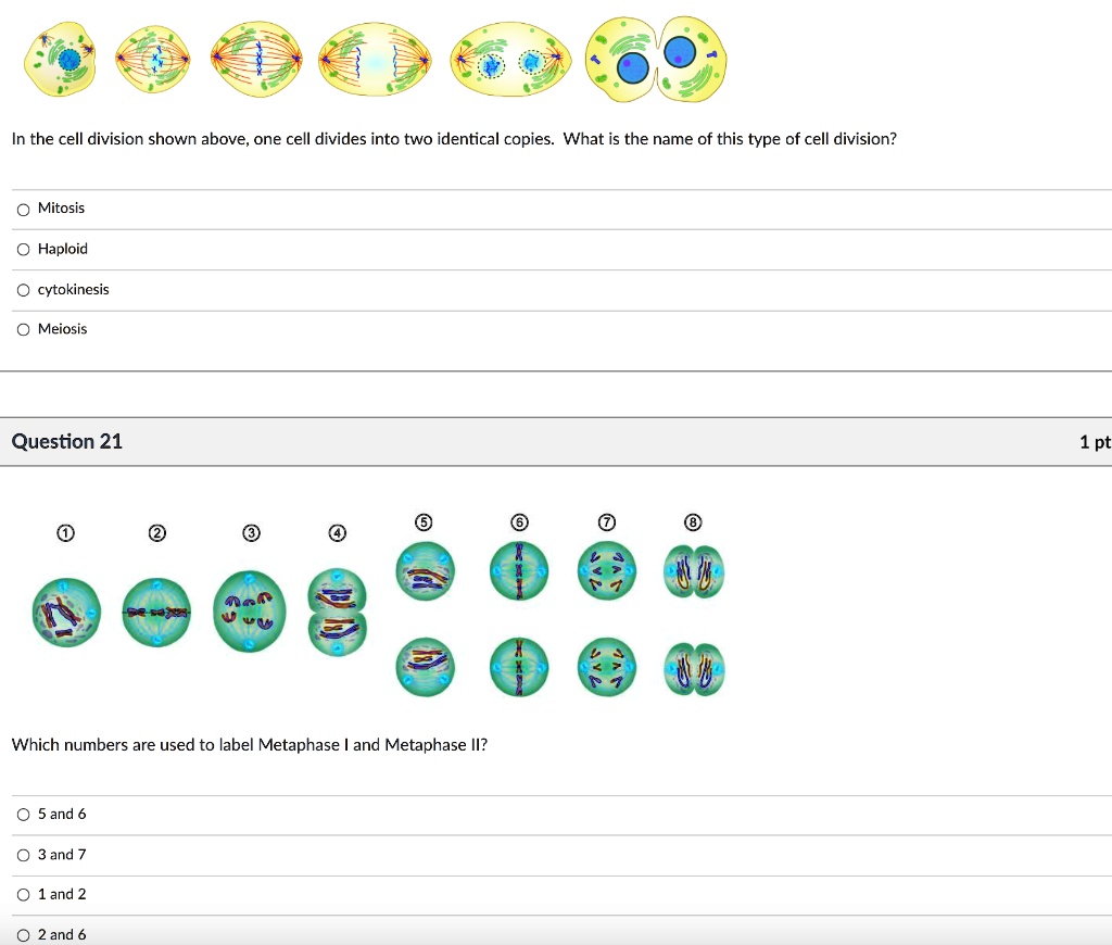 SOLVED: In the cell division shown above one cell divides into two ...