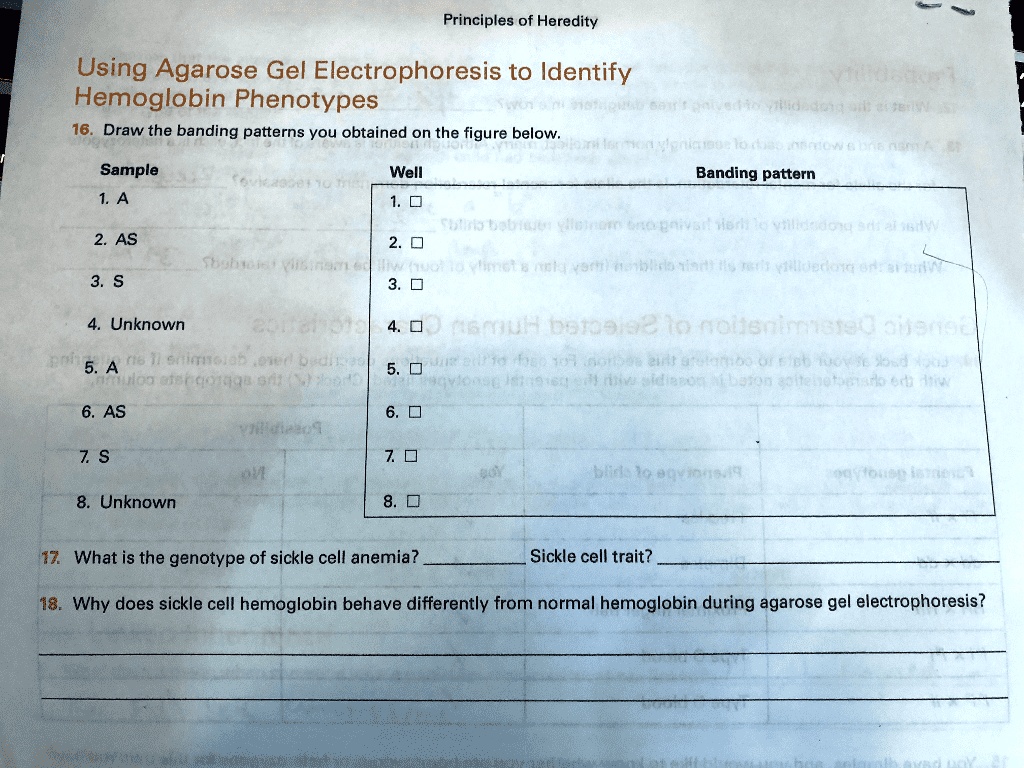 SOLVED: Principles of Heredity: Using Agarose Gel Electrophoresis to ... SOLVED: Principles of Heredity: Using Agarose Gel Electrophoresis to ...