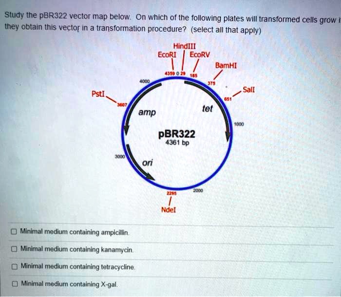 SOLVED: Study the pBR322 vector map below. On which of the following ...