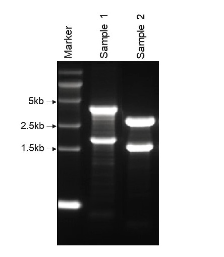 SOLVED: Bonus Question 2: A colleague (who is not very detail oriented ...