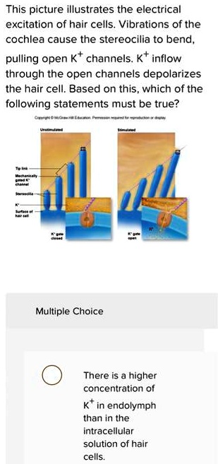 This picture illustrates the electrical excitation of hair cells ...