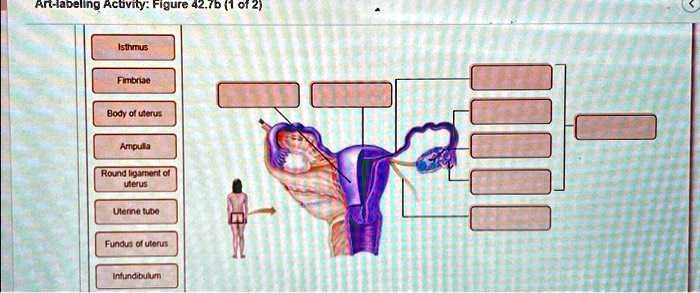 Art-labeling Activity: Figure 42.7b (1 of...