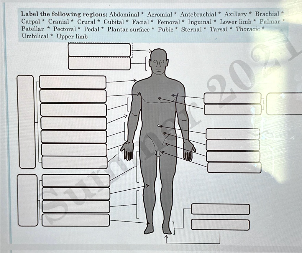 SOLVED: Label the following regions: Abdominal, Acromial, Antebrachial ...