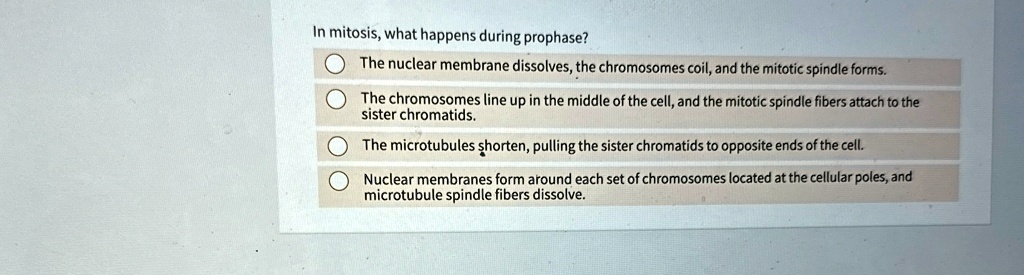 in mitosis what happens during prophase the nuclear membrane dissolves ...