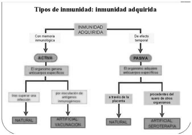 SOLVED: Cómo se explica el esquema proporcionando a continuación sobre inmunidad adquirida Tipos ...