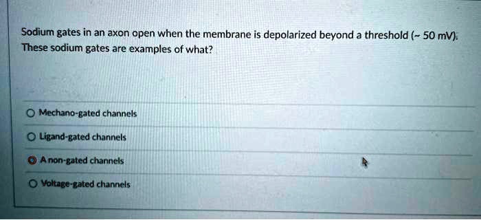 SOLVED: Sodium gates in an axon open when the membrane is depolarized ...