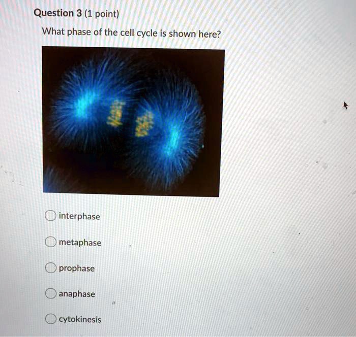Question 3 (1 point) What phase of the cell cycle is shown here ...