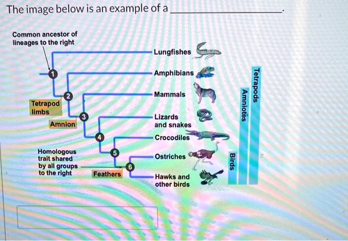 SOLVED: The image below is an example of a Common ancestor of llnoages ...