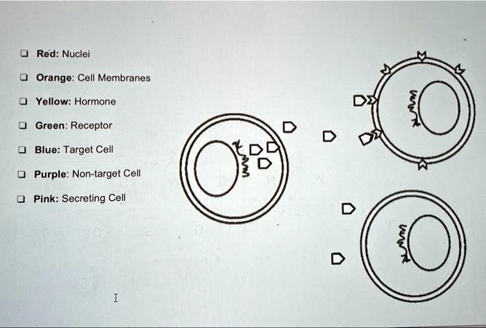 SOLVED: Please label the parts of cell signaling. Red: Nuclei Orange ...