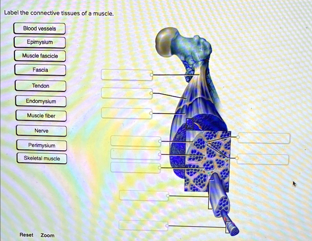 SOLVED: Label the connective tissues of a muscle. Blood vessels ...