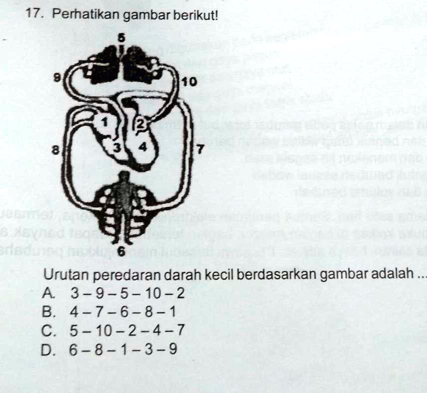SOLVED: Urutan peredaran darah kecil berdasarkan gambar adalah A. 3-9-5 ...