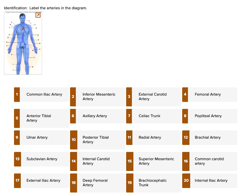 Identification: Label the arteries in the diagram. 1 Common Iliac ...
