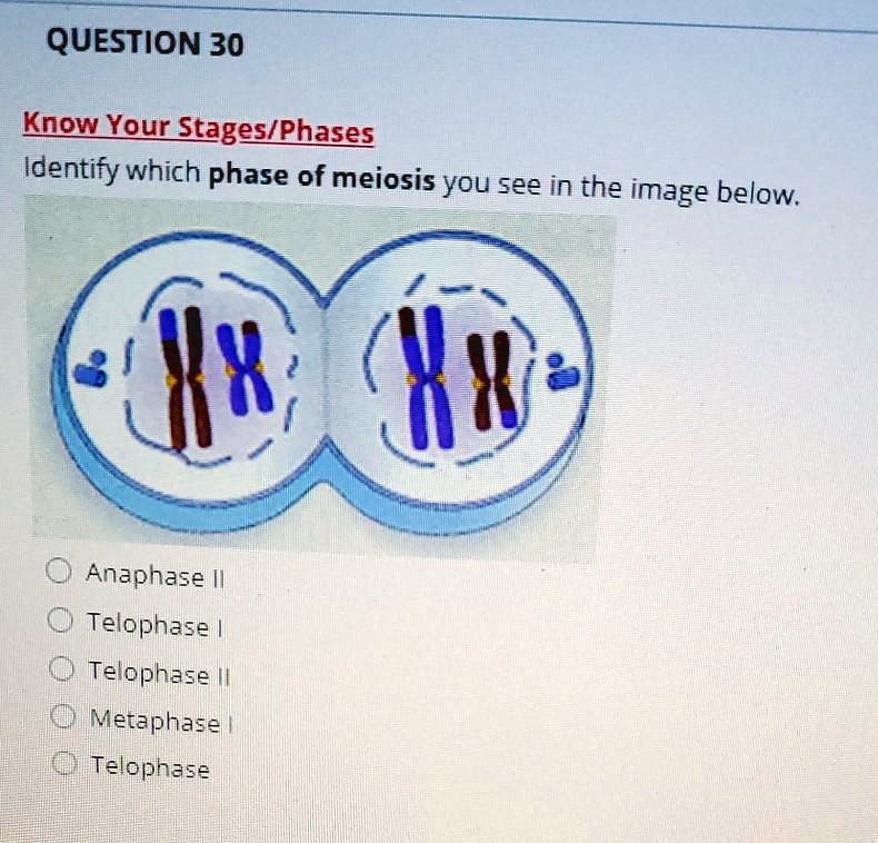 QUESTION 30 Know Your Stages-Phases: Identify which phase of meiosis ...