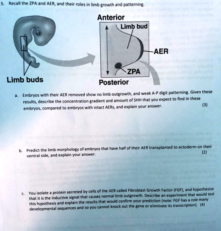 5. Recall the ZPA and AER, and their roles in limb growth and ...