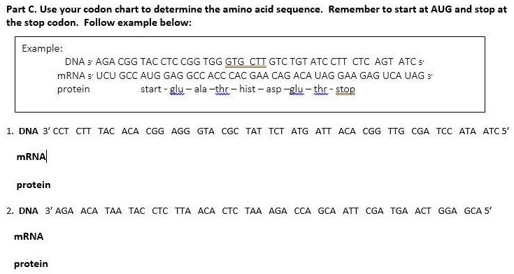 SOLVED: Part C. Use your codon chart to determine the amino acid ...