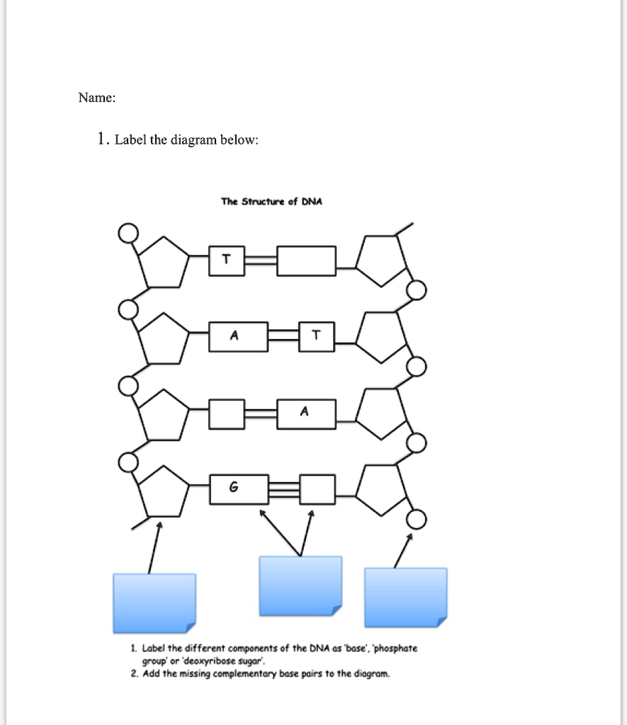 Name: 1. Label the diagram below: The Structure of DNA T ???? A T G A 1 ...