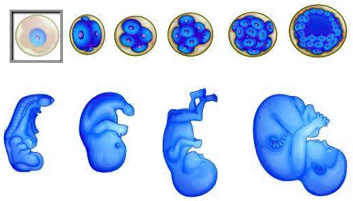 'Select the correct image. The images show the stages of human ...
