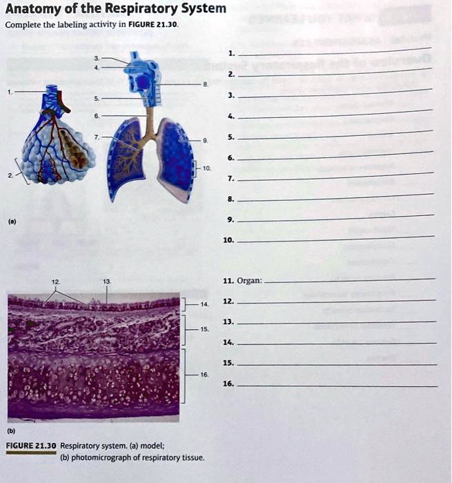 [GET ANSWER] Anatomy of the Respiratory System Complete the labeling ...