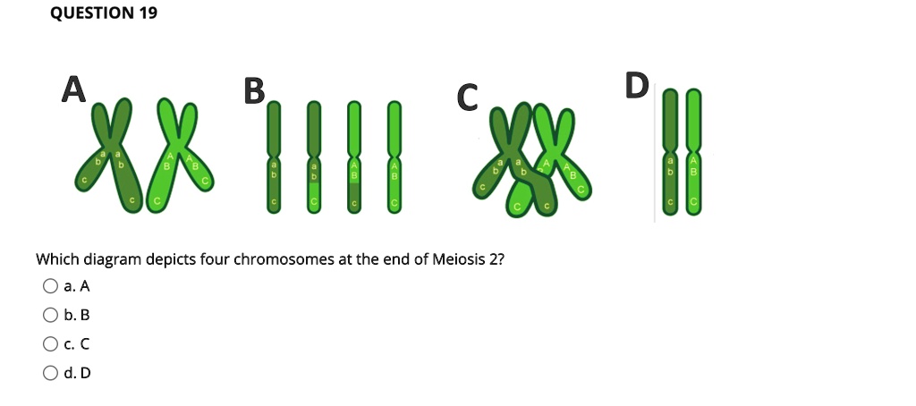 Solved Question 19 Xx Which Diagram Depicts Four Chromosomes At The End Of Meiosis 2 Aa B B Dd 
