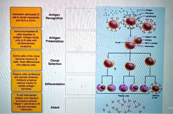 SOLVED: Interleukin stimulates B cells to divide repeatedly and form a ...