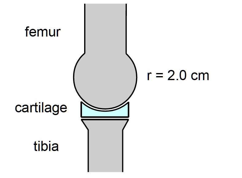 SOLVED: Using the given knee diagram, estimate the amount of torque ...